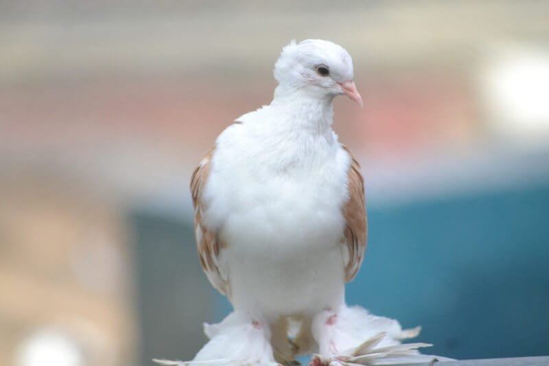 Keeping Pet Pigeons
